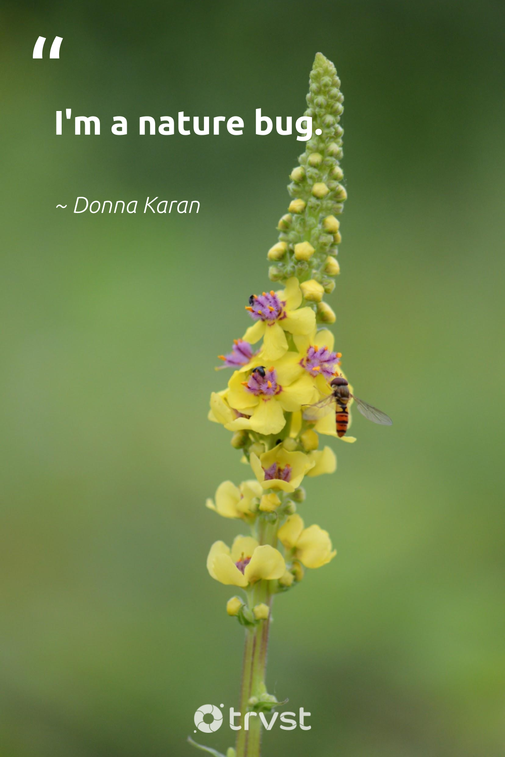 33 Bug Quotes for Insect Lovers and Buggy Life Moments (2025)