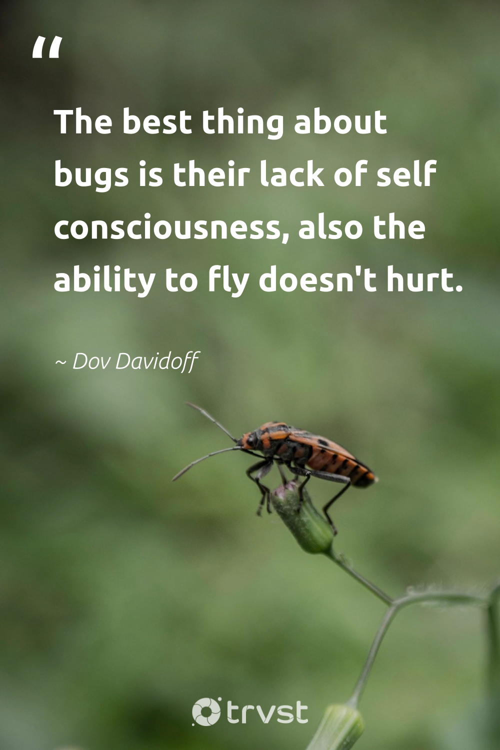 33 Bug Quotes for Insect Lovers and Buggy Life Moments (2024)