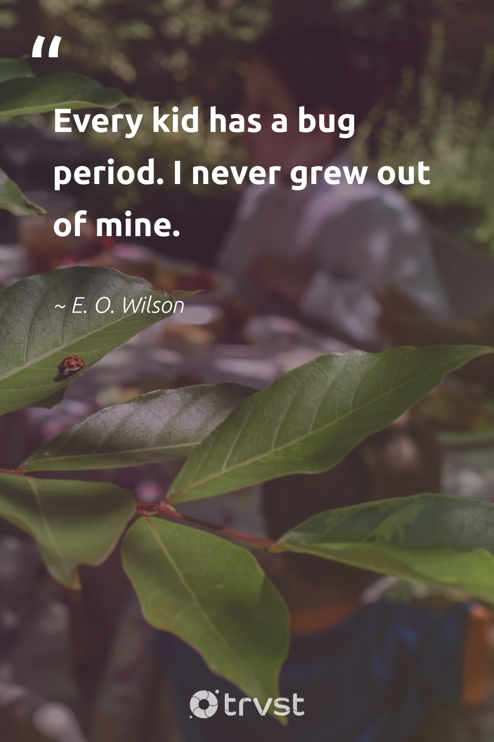 33 Bug Quotes for Insect Lovers and Buggy Life Moments (2025)