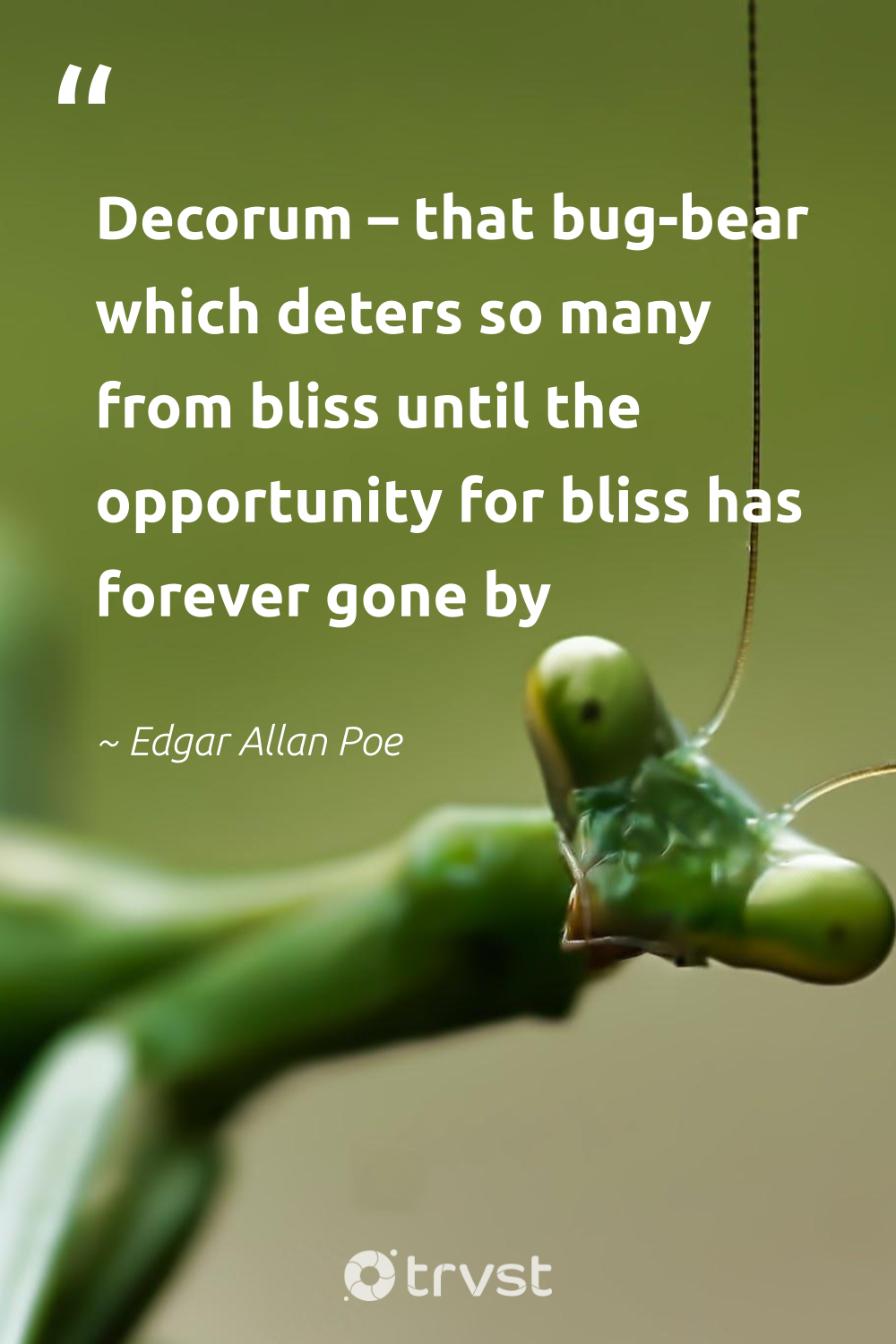 33 Bug Quotes for Insect Lovers and Buggy Life Moments (2024)