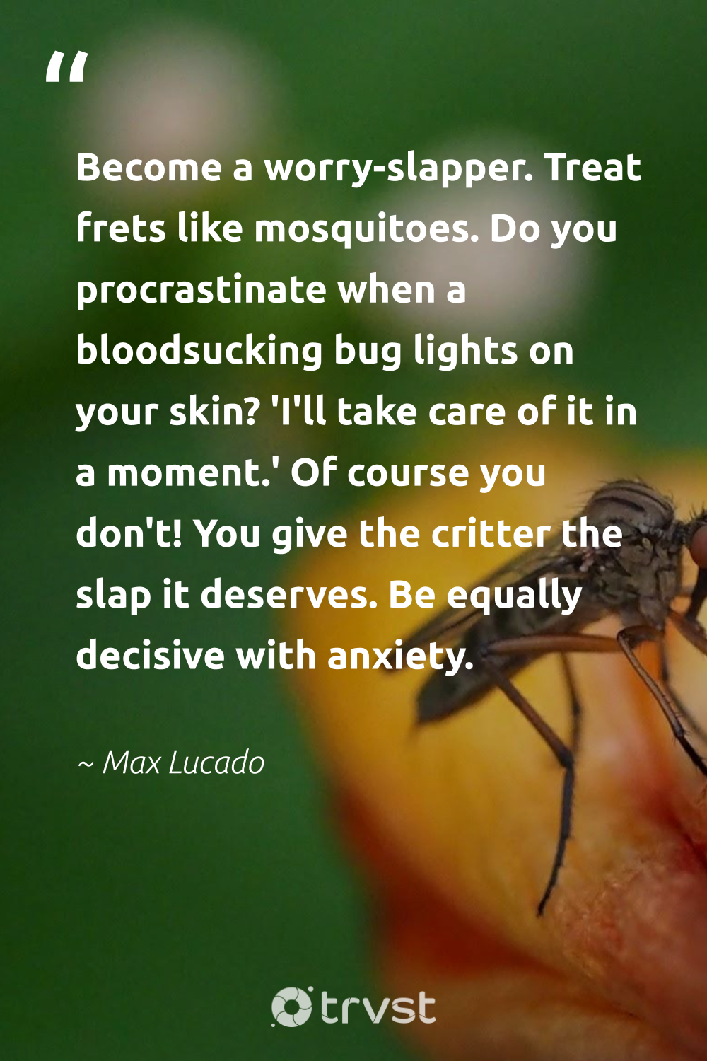 33 Bug Quotes for Insect Lovers and Buggy Life Moments (2025)