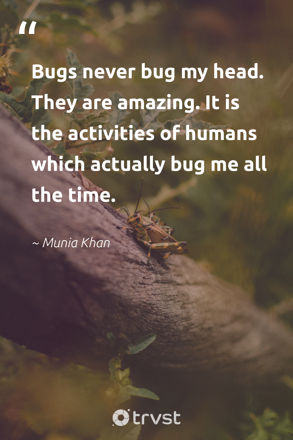 33 Bug Quotes for Insect Lovers and Buggy Life Moments (2025)