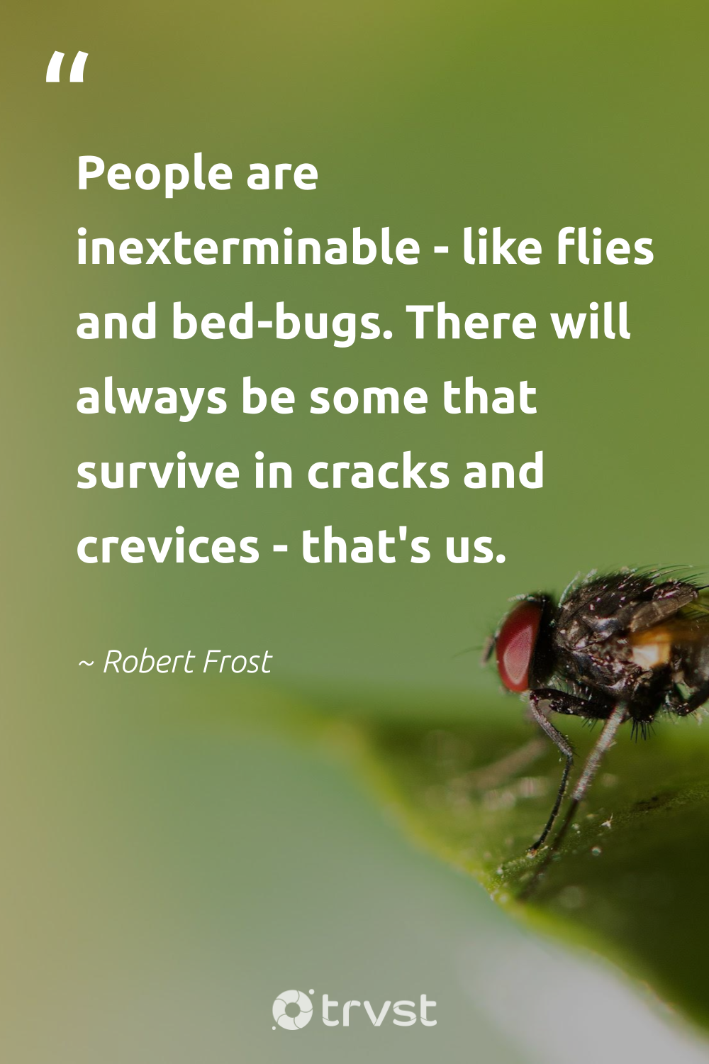 33 Bug Quotes for Insect Lovers and Buggy Life Moments (2025)