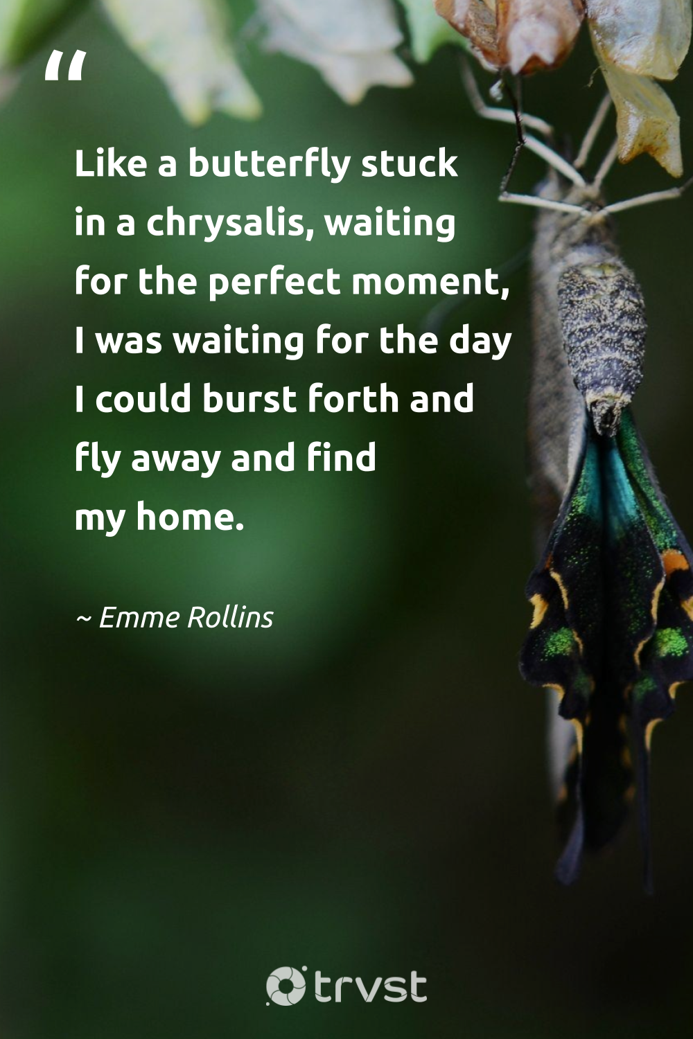 74 Beautiful Butterfly Quotes Inspiring Appreciation (2025)