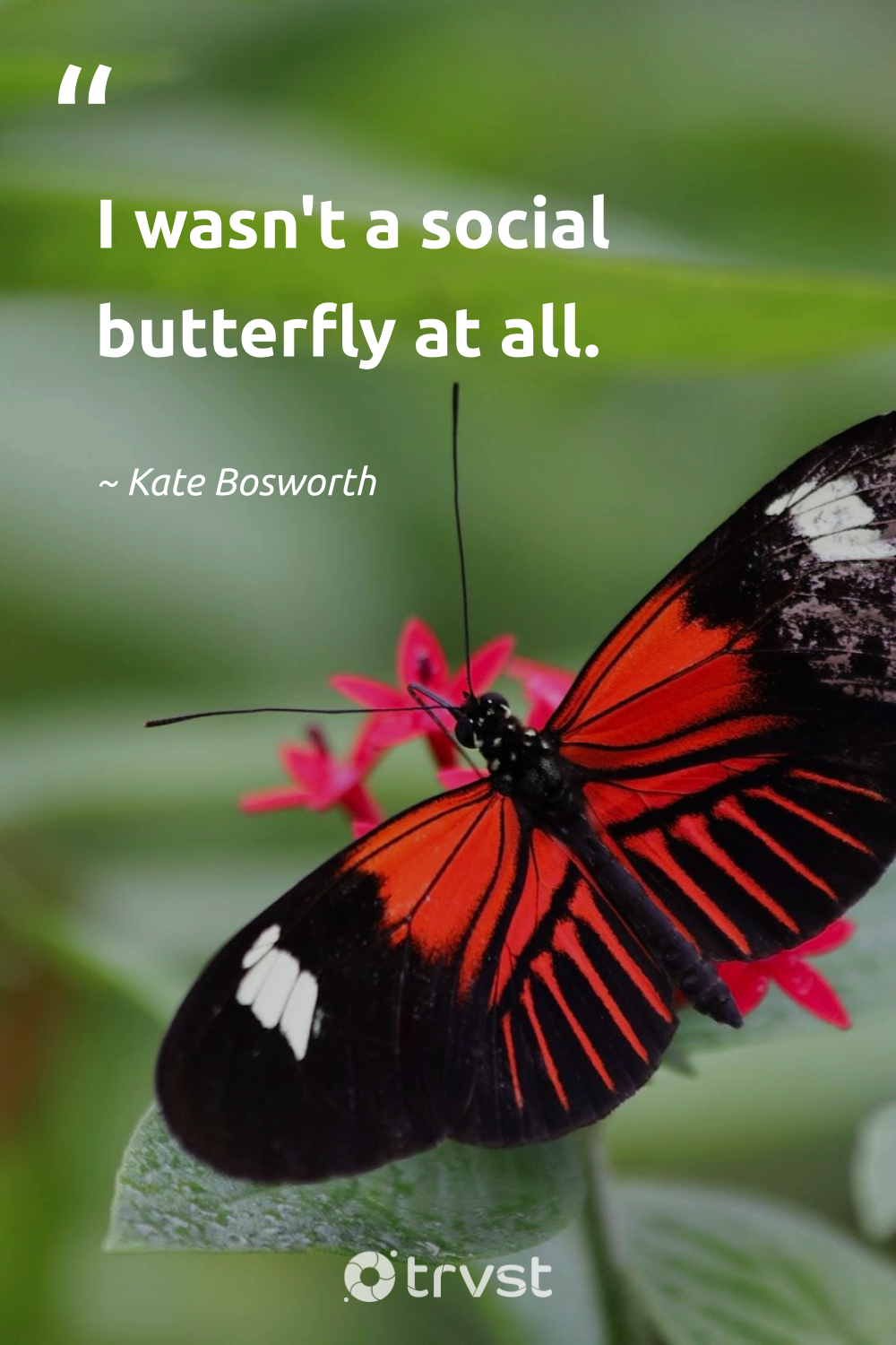 74 Beautiful Butterfly Quotes Inspiring Appreciation (2025)