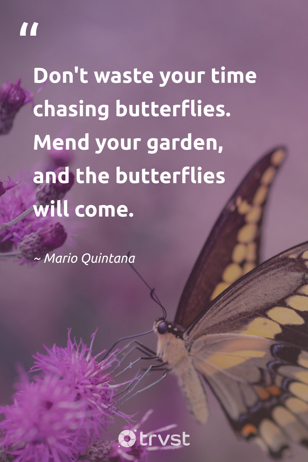 74 Beautiful Butterfly Quotes Inspiring Appreciation (2025)