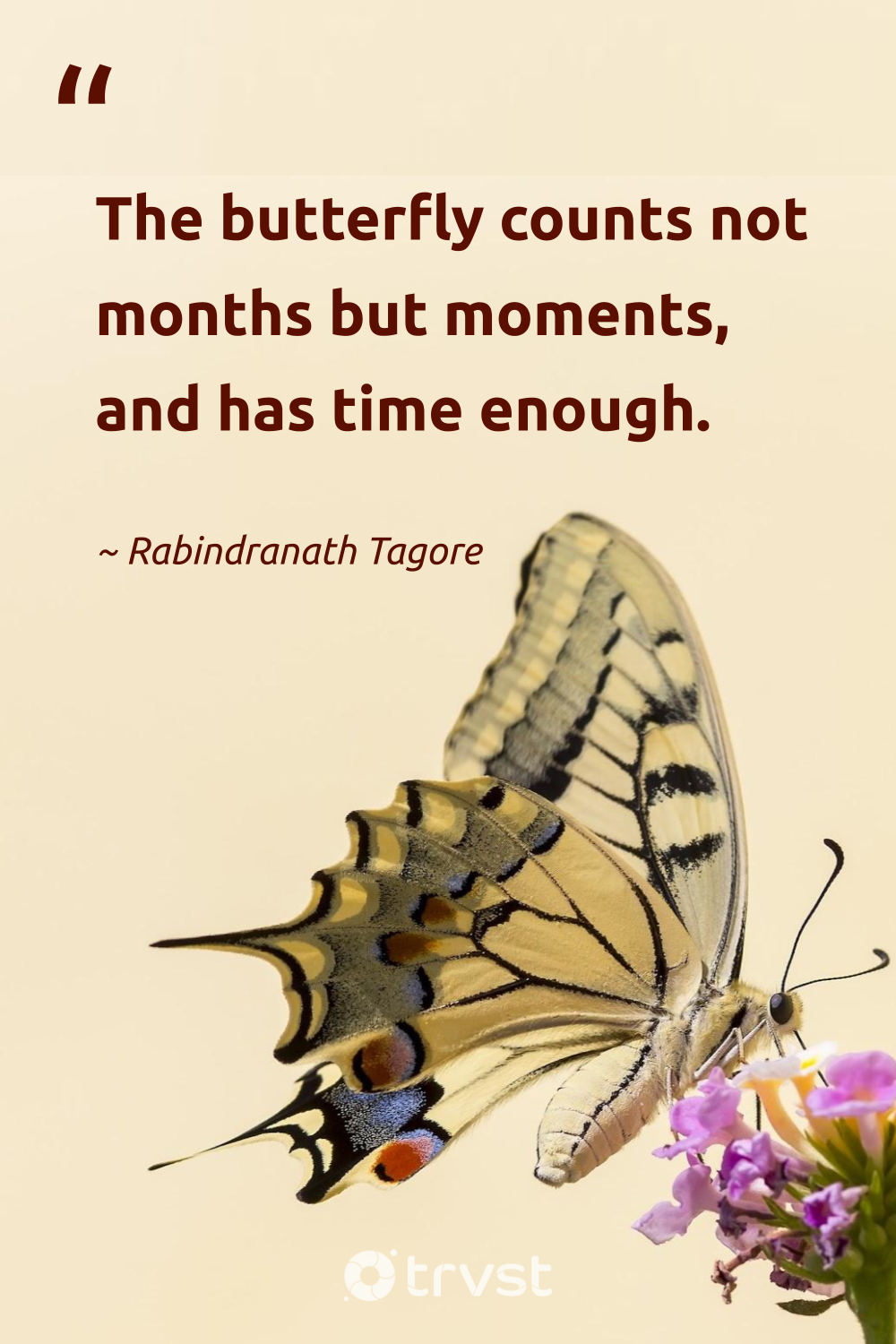 74 Beautiful Butterfly Quotes Inspiring Appreciation (2025)