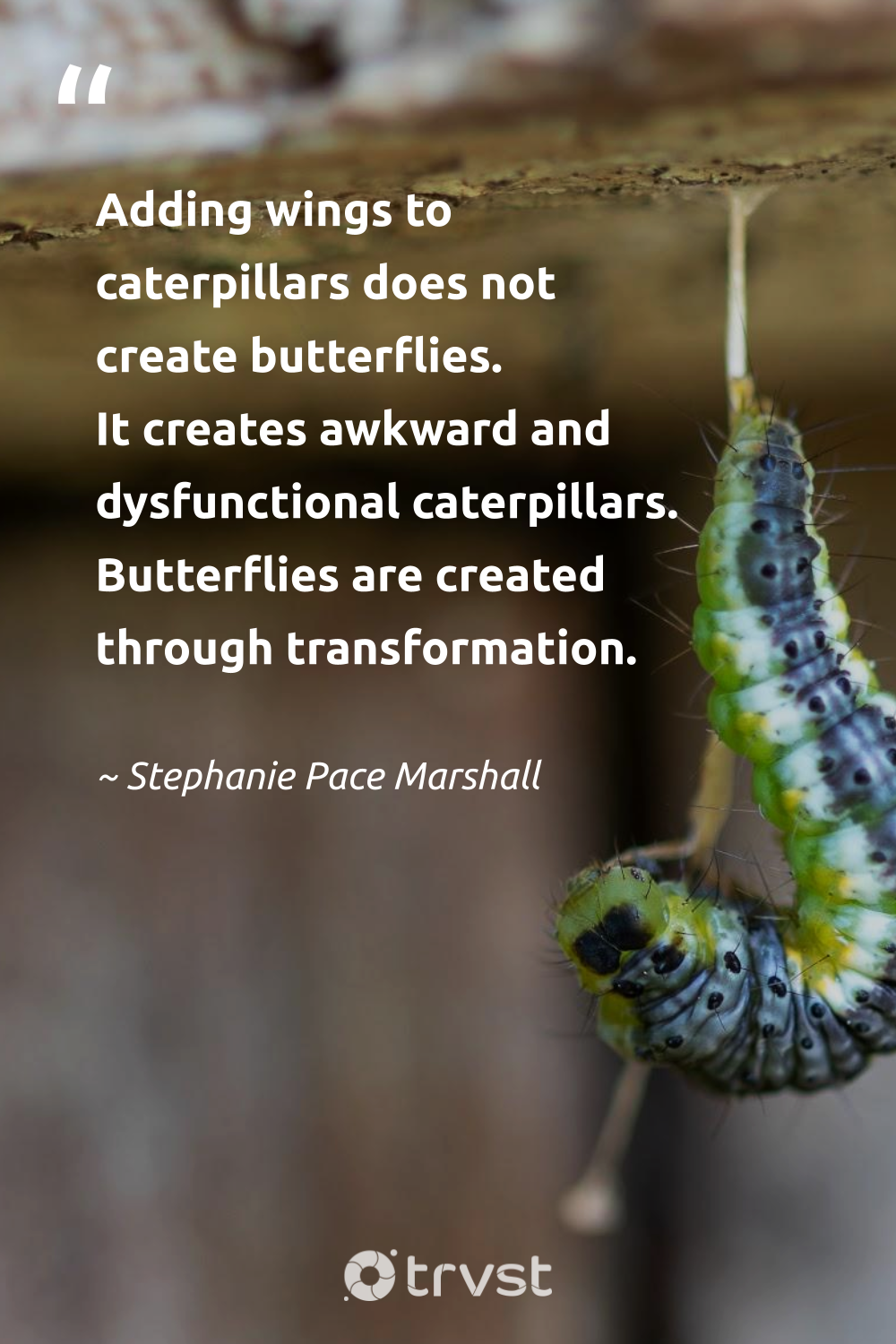 74 Beautiful Butterfly Quotes Inspiring Appreciation (2025)