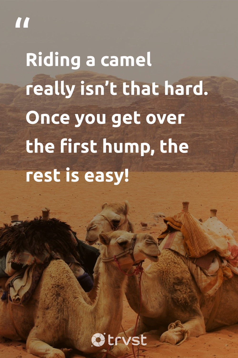 12 Camel Quotes About The Desert Companions