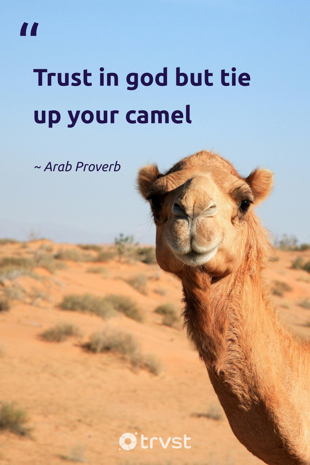 12 Camel Quotes About The Desert Companions