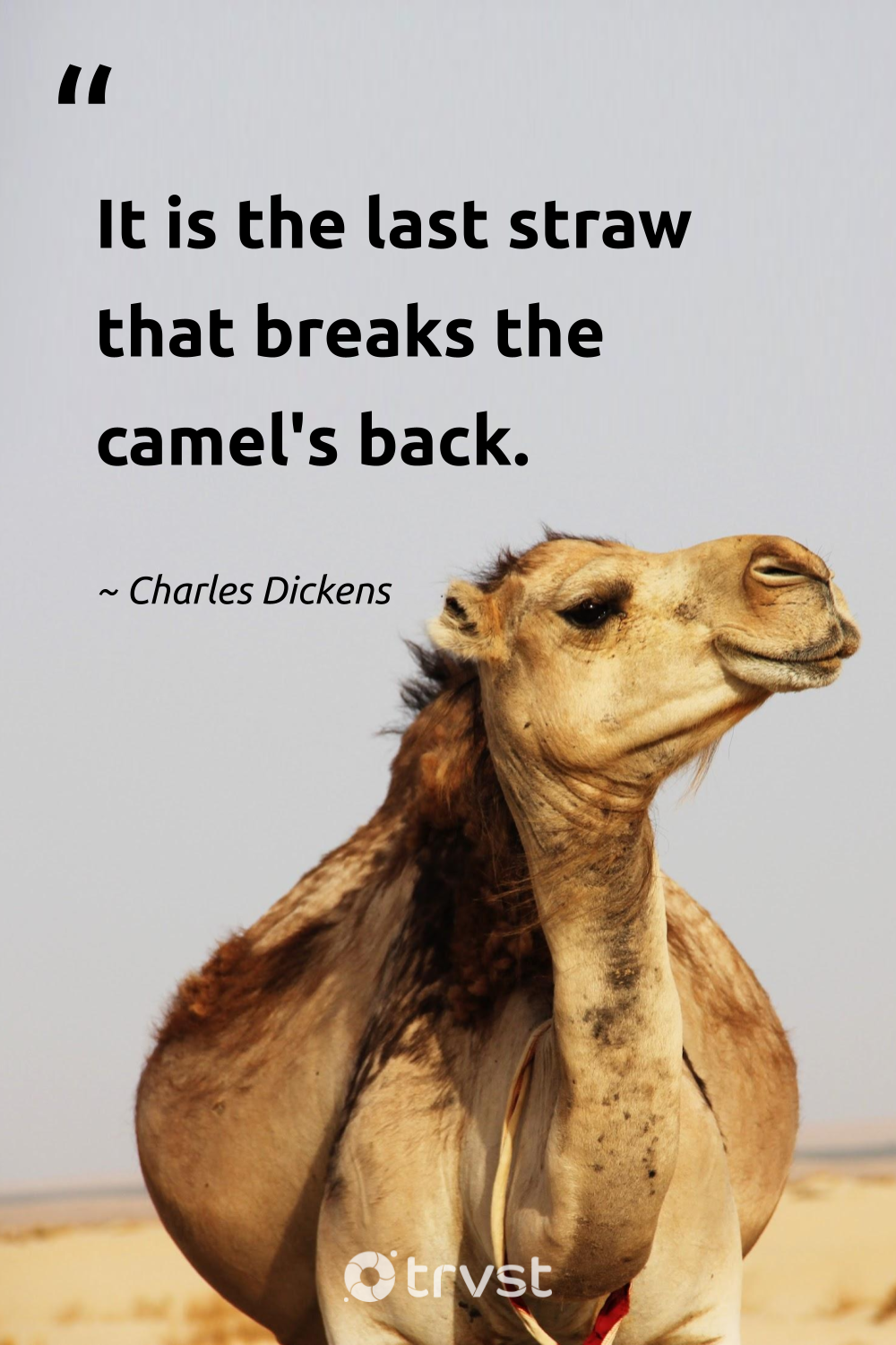 12 Camel Quotes About The Desert Companions