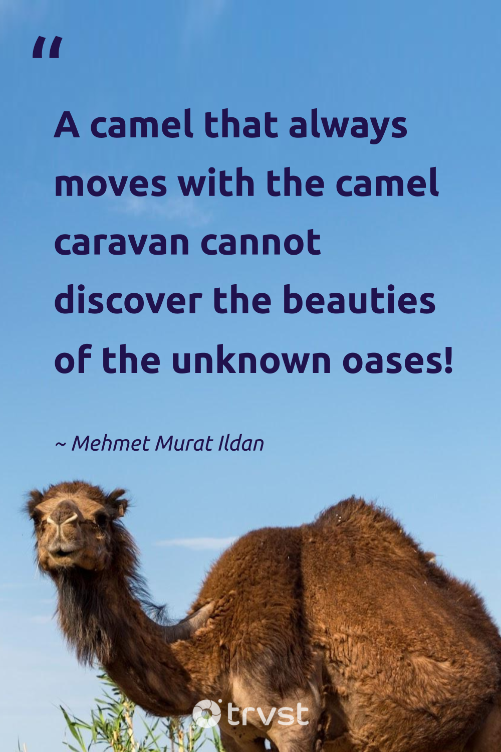 12 Camel Quotes About The Desert Companions