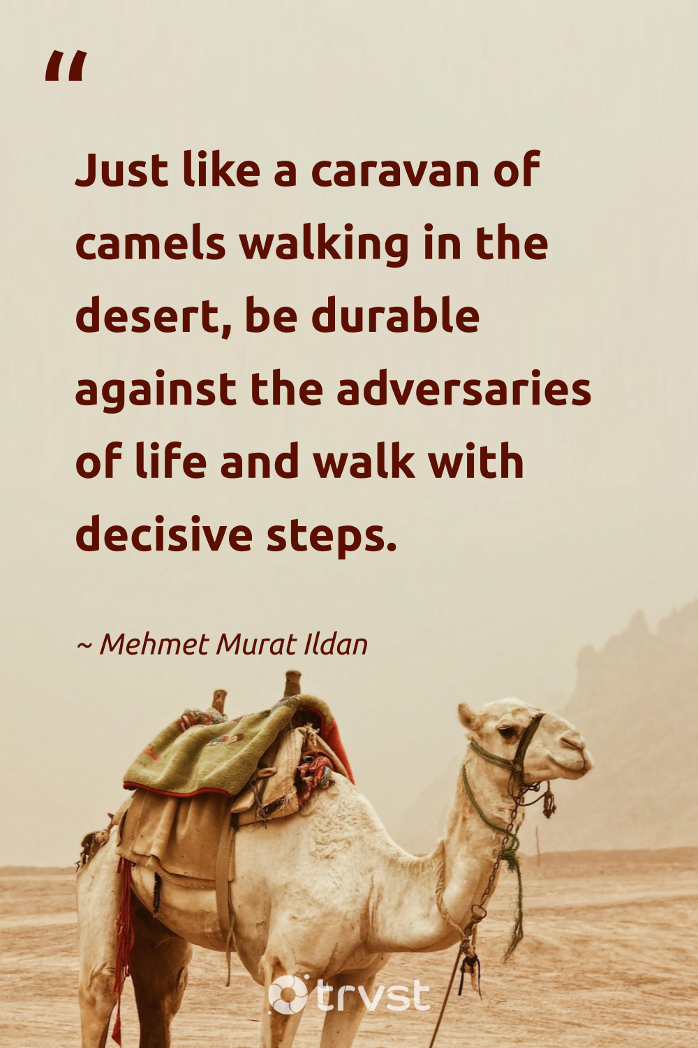 12 Camel Quotes About The Desert Companions