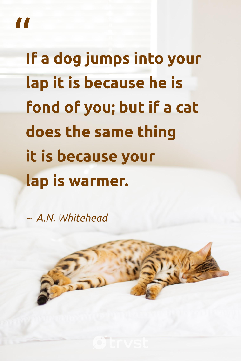 45 Cat Quotes to Purrfectly Inspire Every Feline Fan