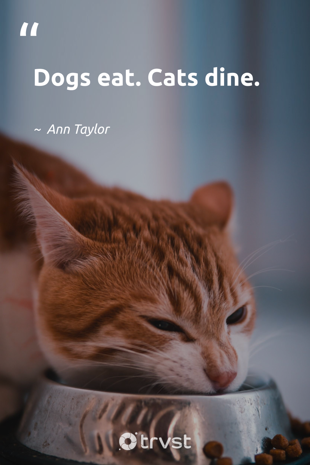 45 Cat Quotes to Purrfectly Inspire Every Feline Fan