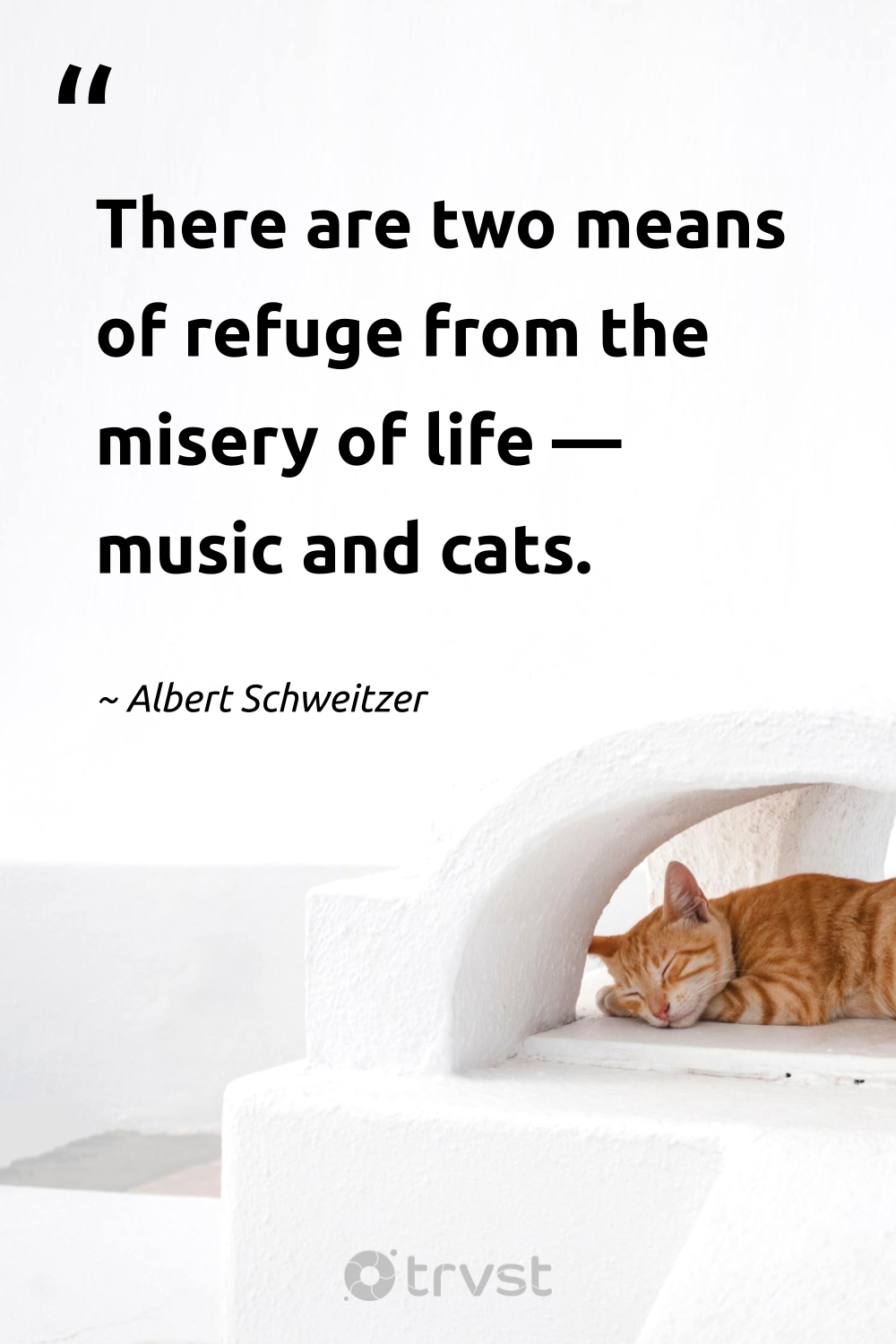 45 Cat Quotes to Purrfectly Inspire Every Feline Fan