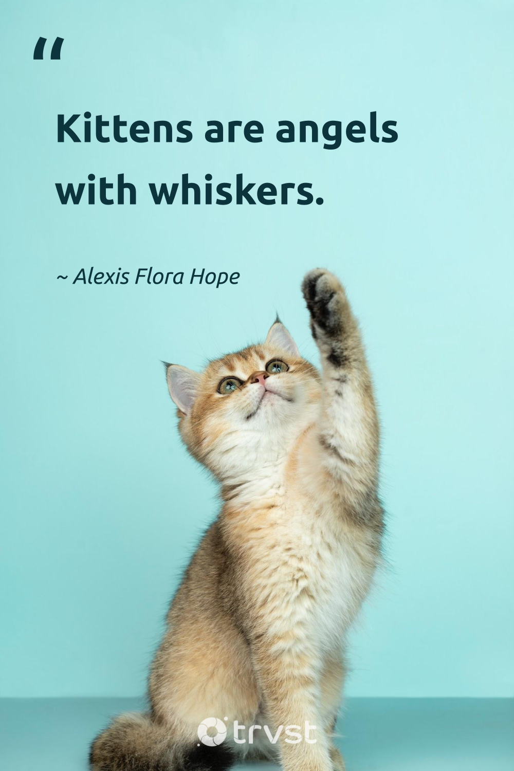 45 Cat Quotes to Purrfectly Inspire Every Feline Fan