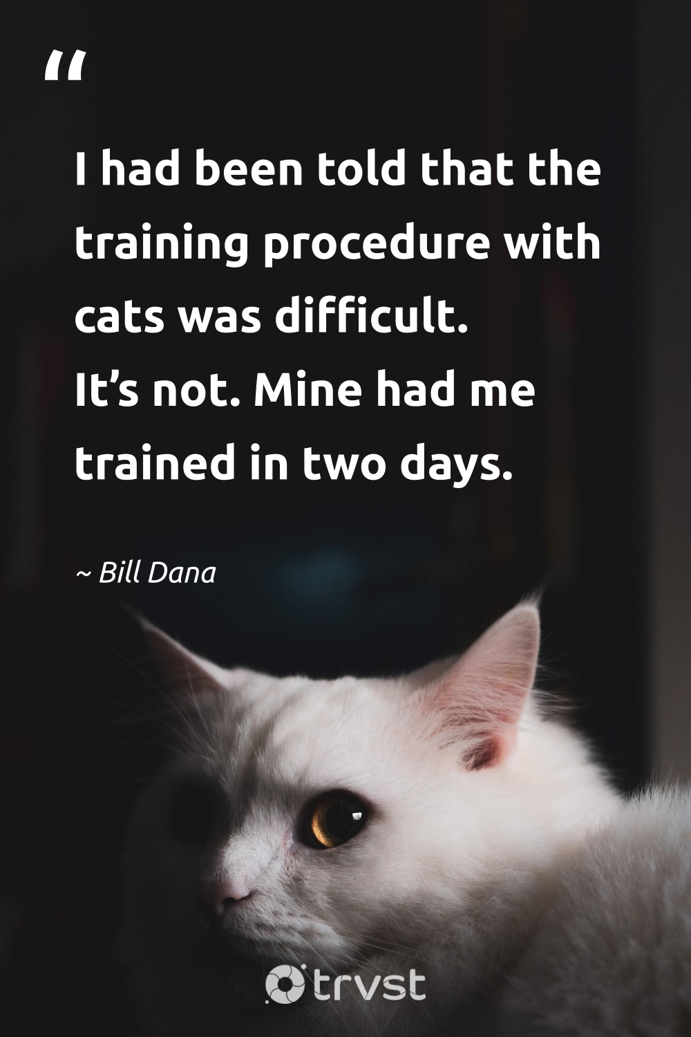 45 Cat Quotes to Purrfectly Inspire Every Feline Fan