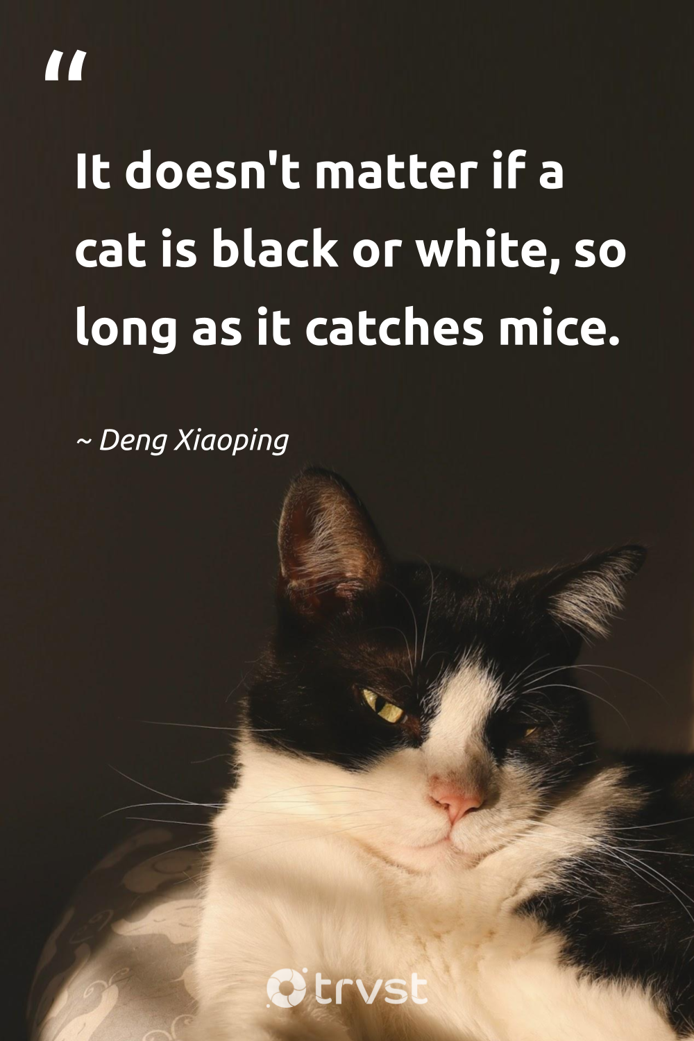 45 Cat Quotes to Purrfectly Inspire Every Feline Fan