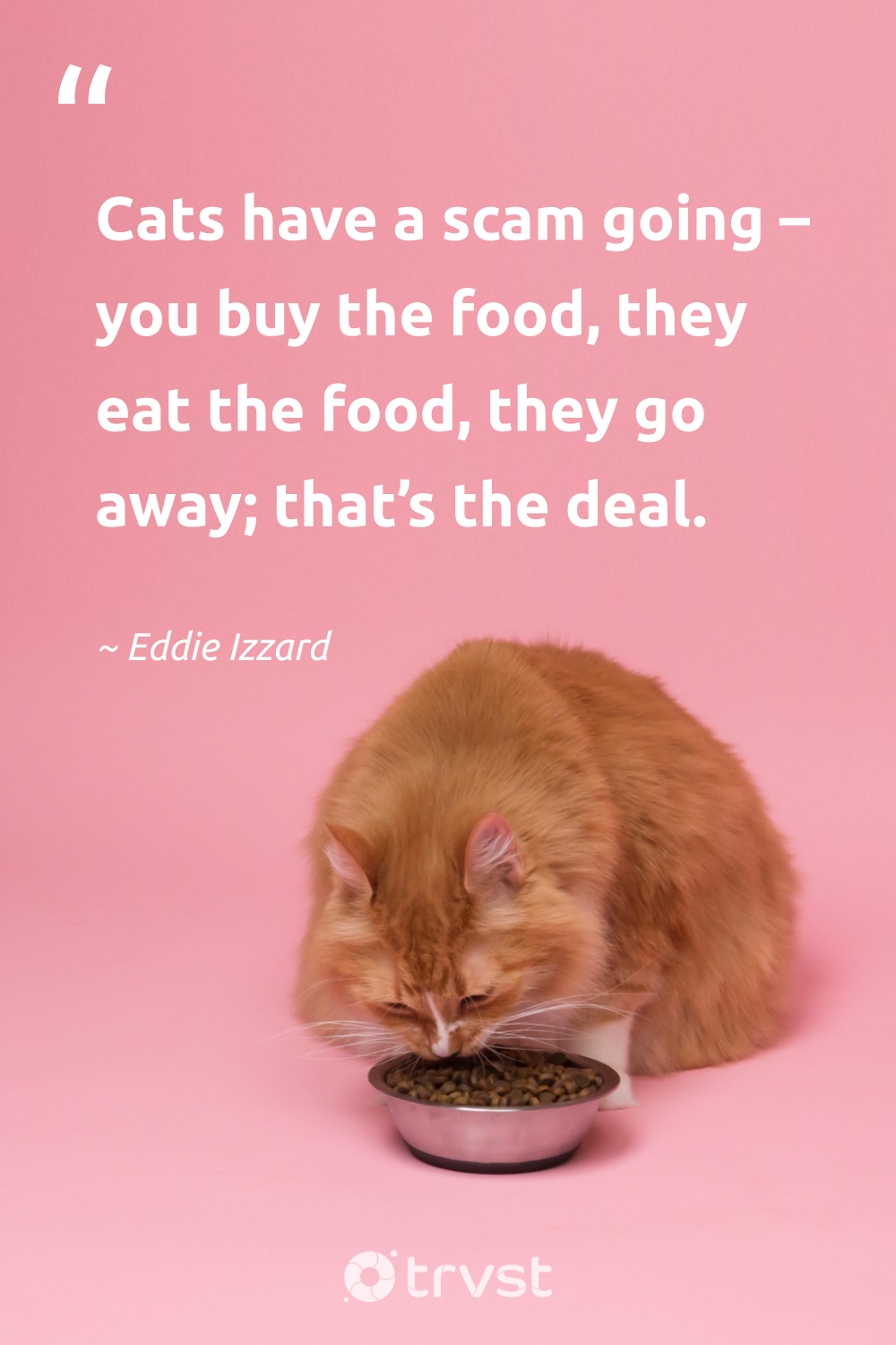 45 Cat Quotes to Purrfectly Inspire Every Feline Fan