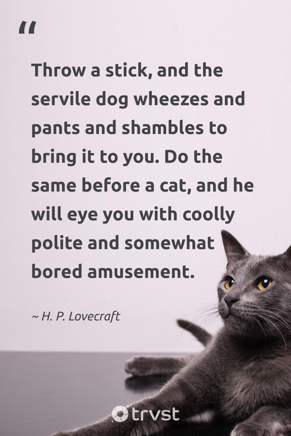 45 Cat Quotes to Purrfectly Inspire Every Feline Fan