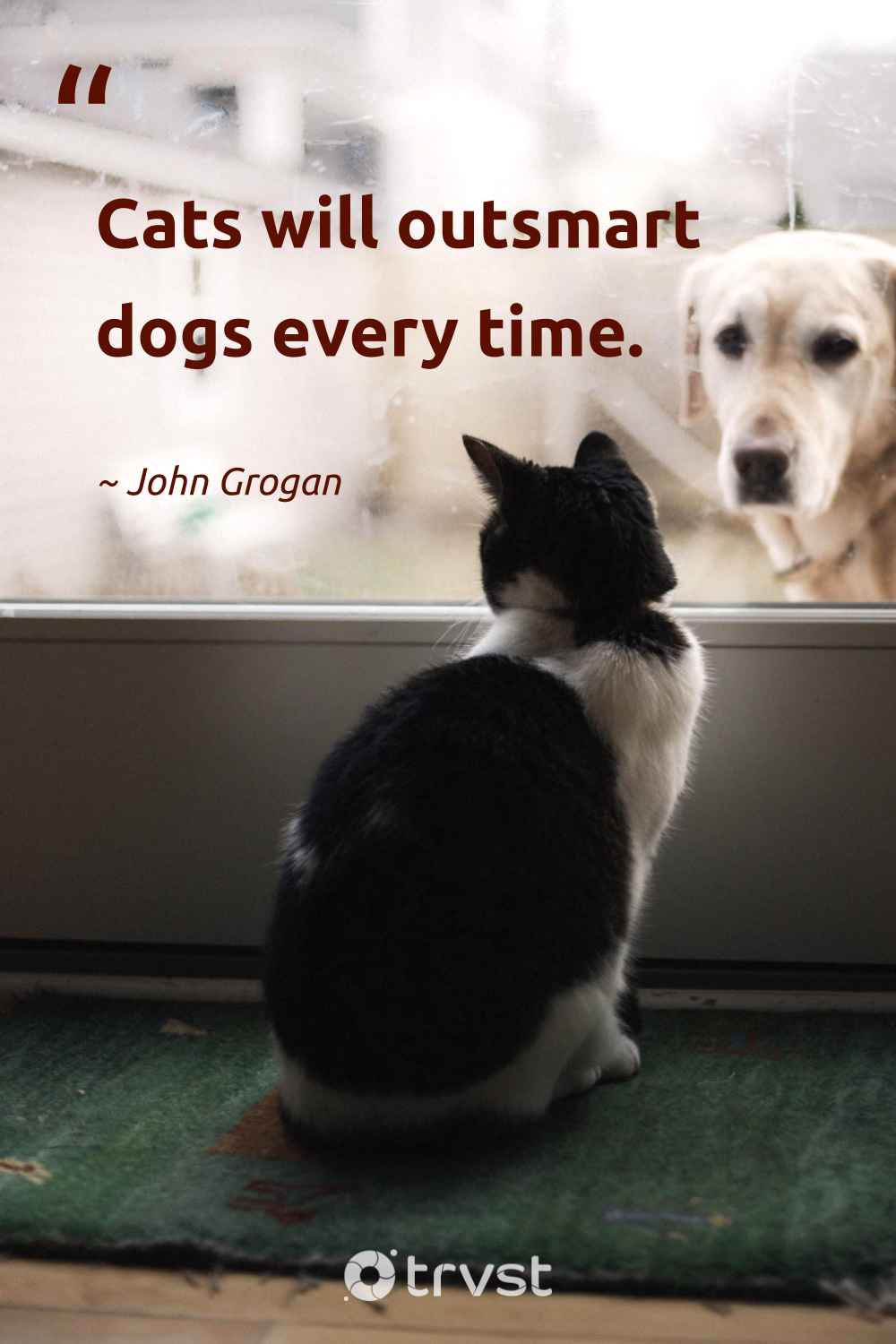 45 Cat Quotes to Purrfectly Inspire Every Feline Fan