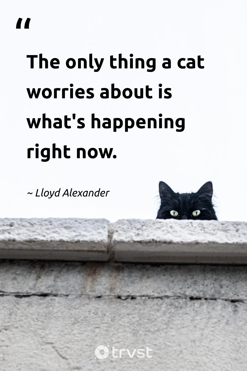 45 Cat Quotes to Purrfectly Inspire Every Feline Fan