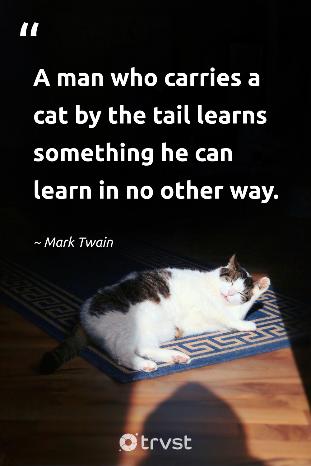 45 Cat Quotes to Purrfectly Inspire Every Feline Fan