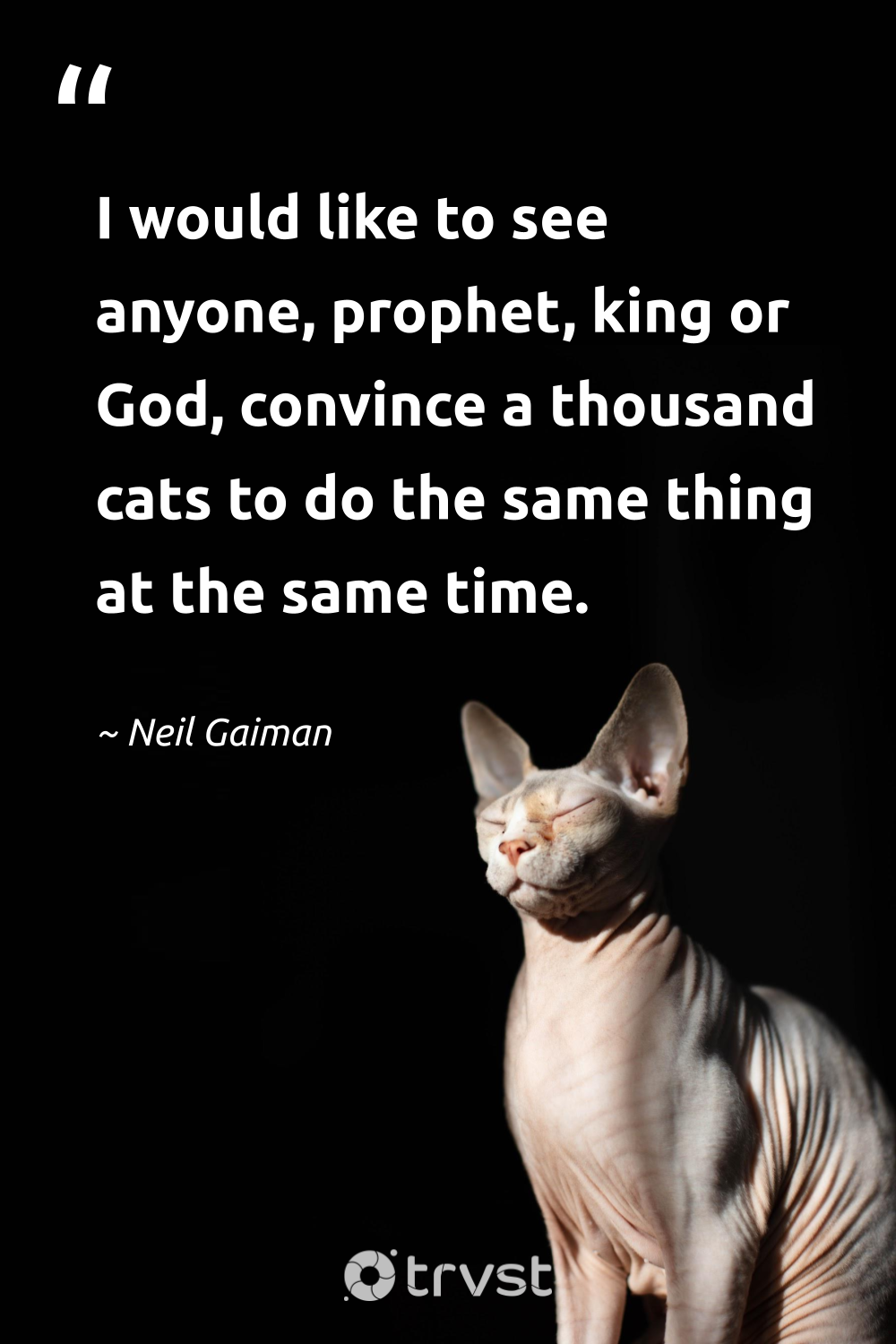 45 Cat Quotes to Purrfectly Inspire Every Feline Fan