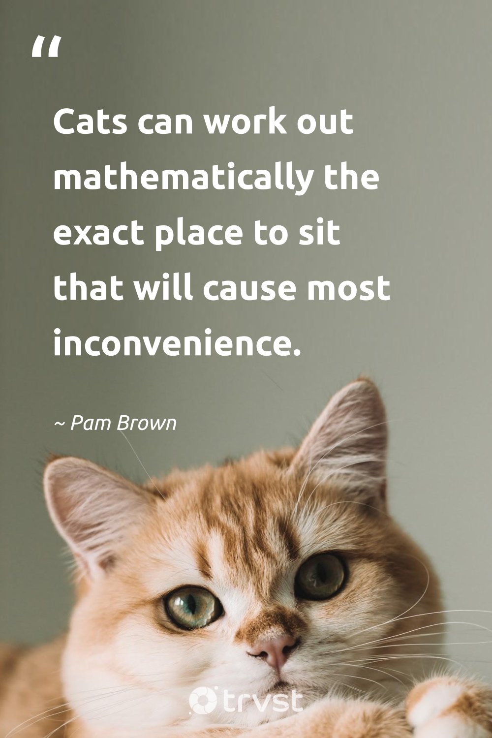 45 Cat Quotes to Purrfectly Inspire Every Feline Fan