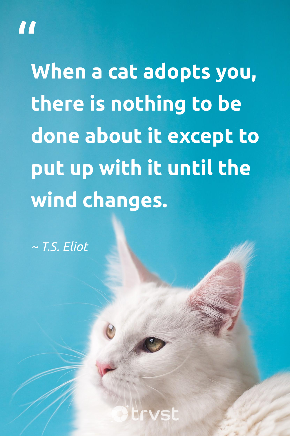 45 Cat Quotes to Purrfectly Inspire Every Feline Fan