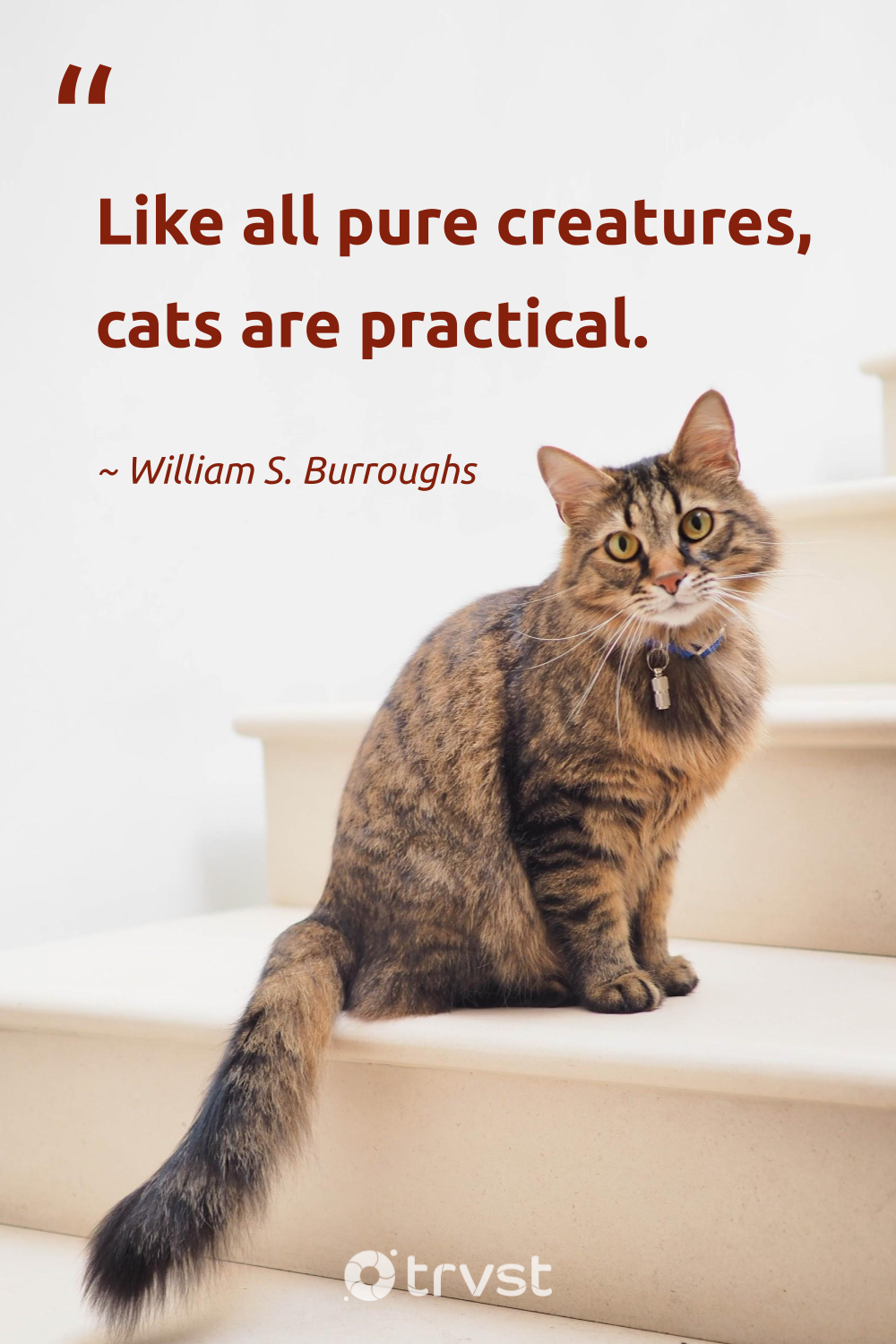 45 Cat Quotes to Purrfectly Inspire Every Feline Fan