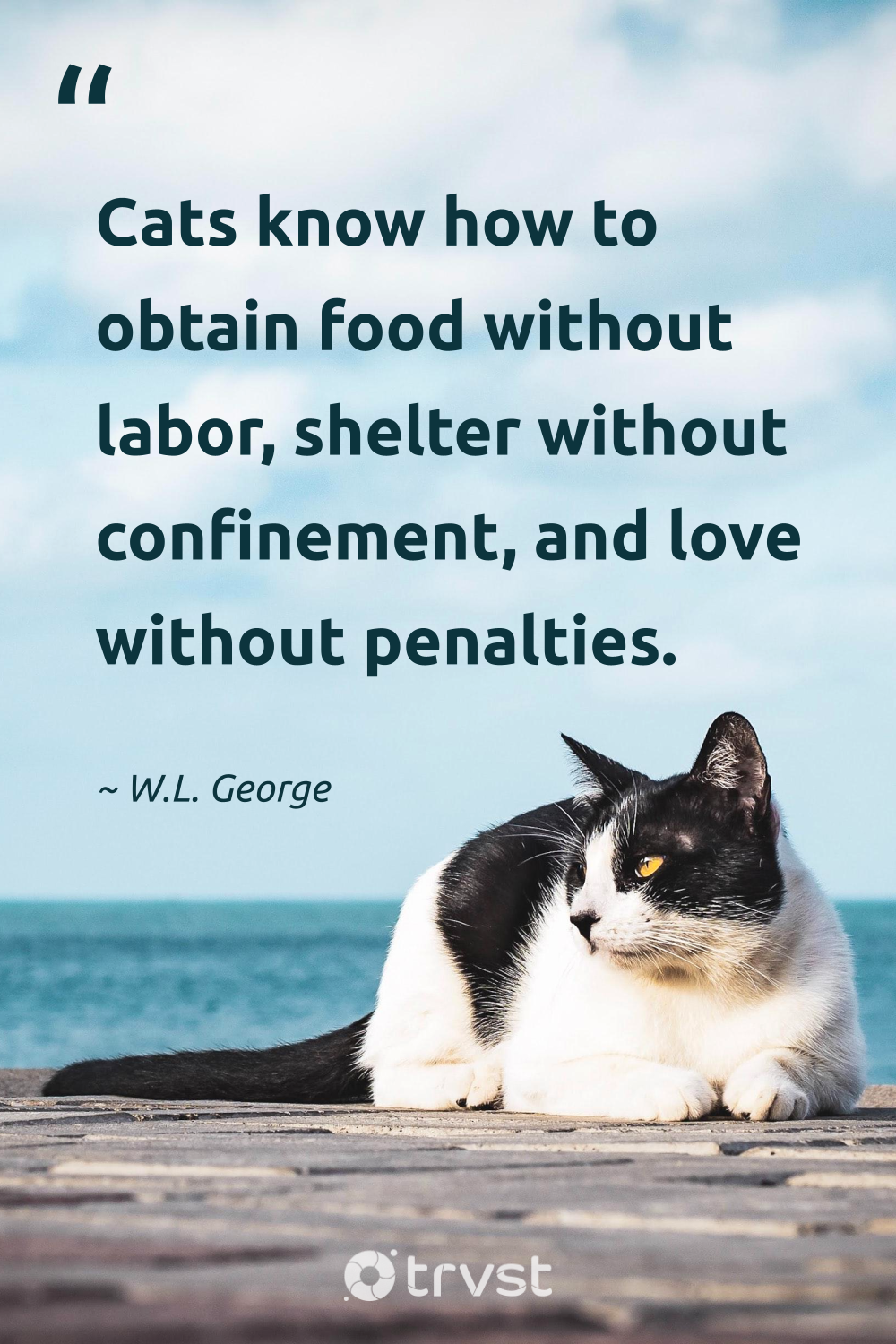 45 Cat Quotes to Purrfectly Inspire Every Feline Fan