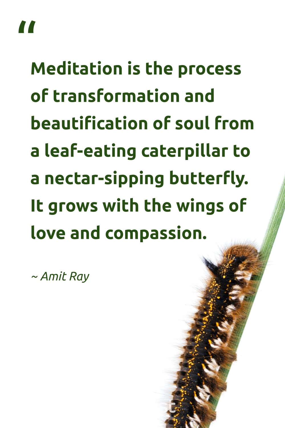 31 Caterpillar Quotes about Transformation And More (2025)