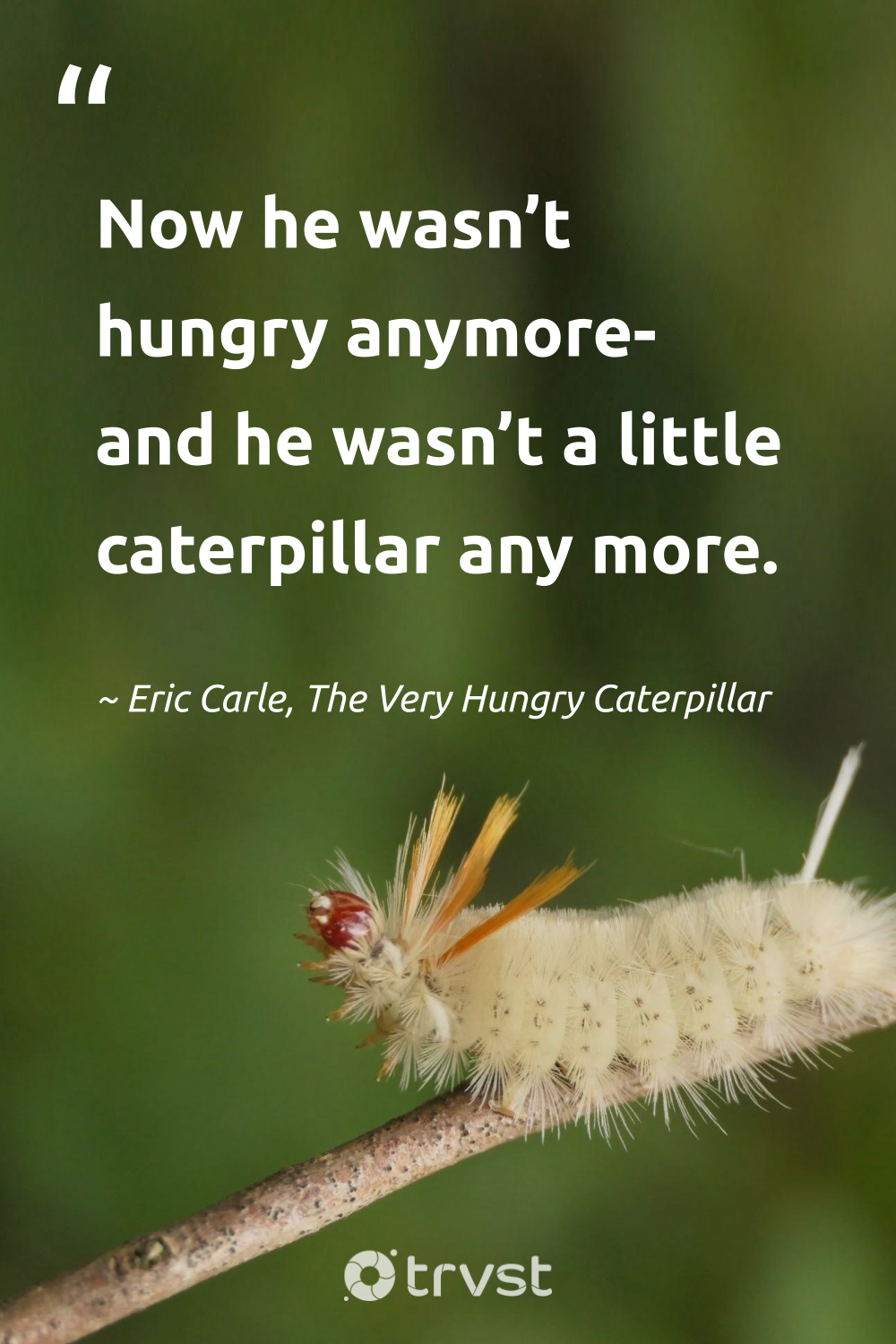 31 Caterpillar Quotes about Transformation And More (2024)