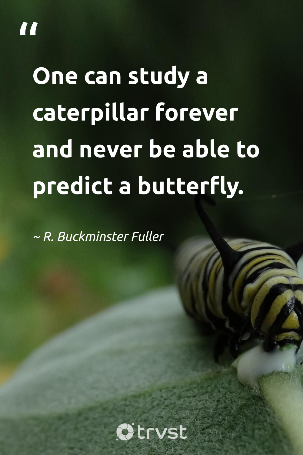 31 Caterpillar Quotes about Transformation And More (2025)