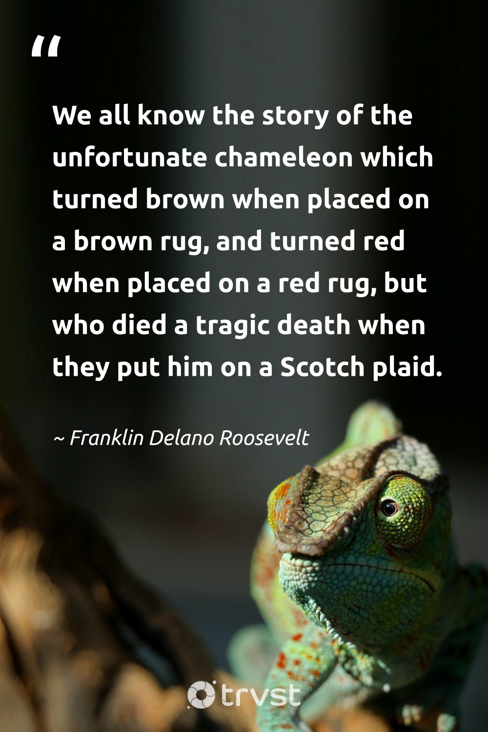 23 Chameleon Quotes Camouflaging Wisdom