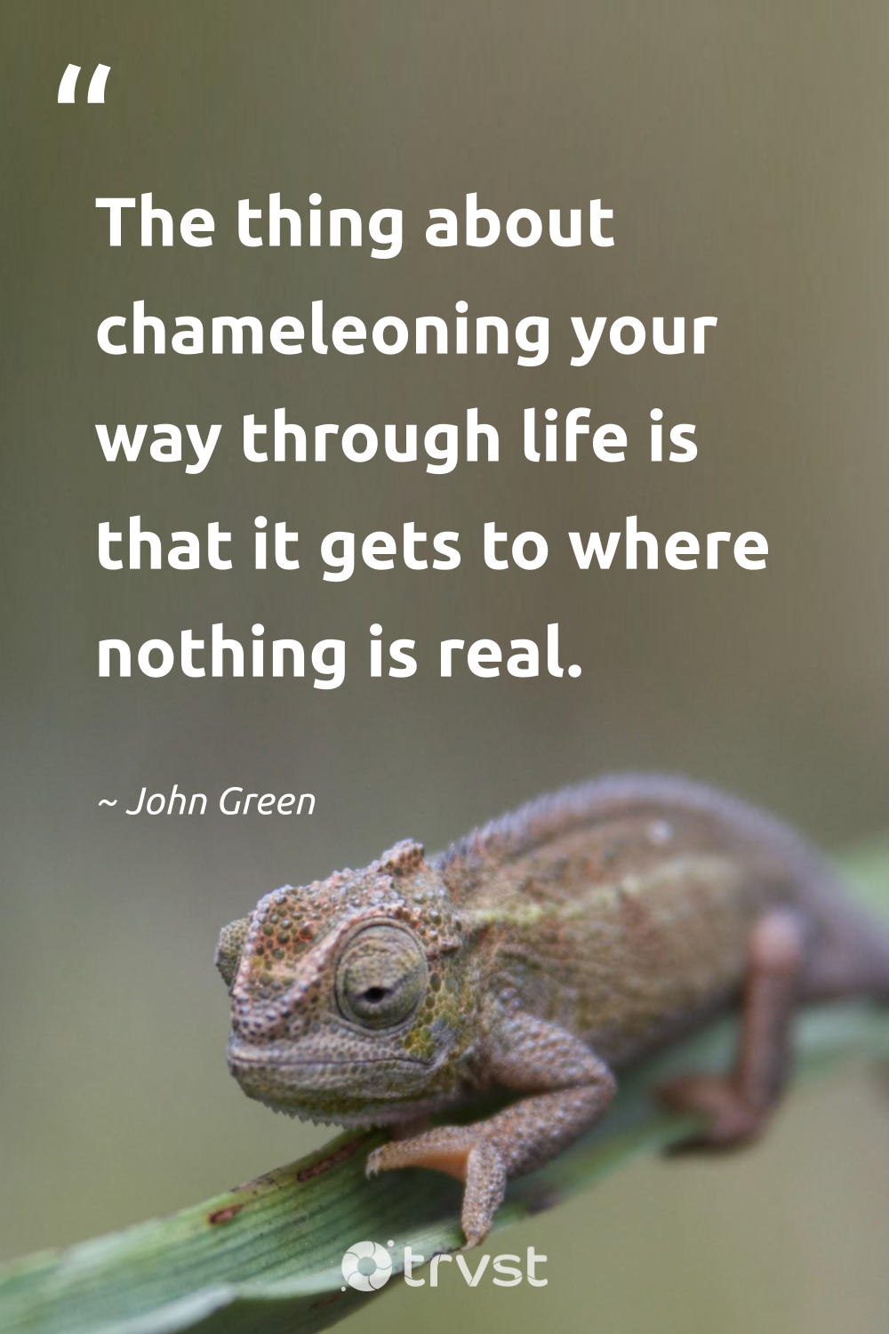 23 Chameleon Quotes Camouflaging Wisdom