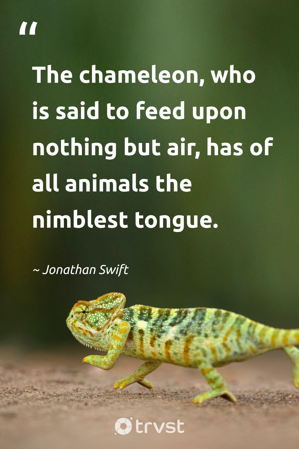 23 Chameleon Quotes Camouflaging Wisdom