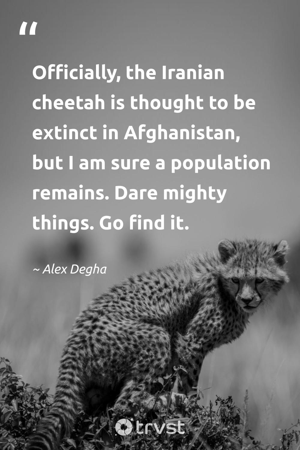25 Cheetah Quotes to Inspire Agility and Adaptability