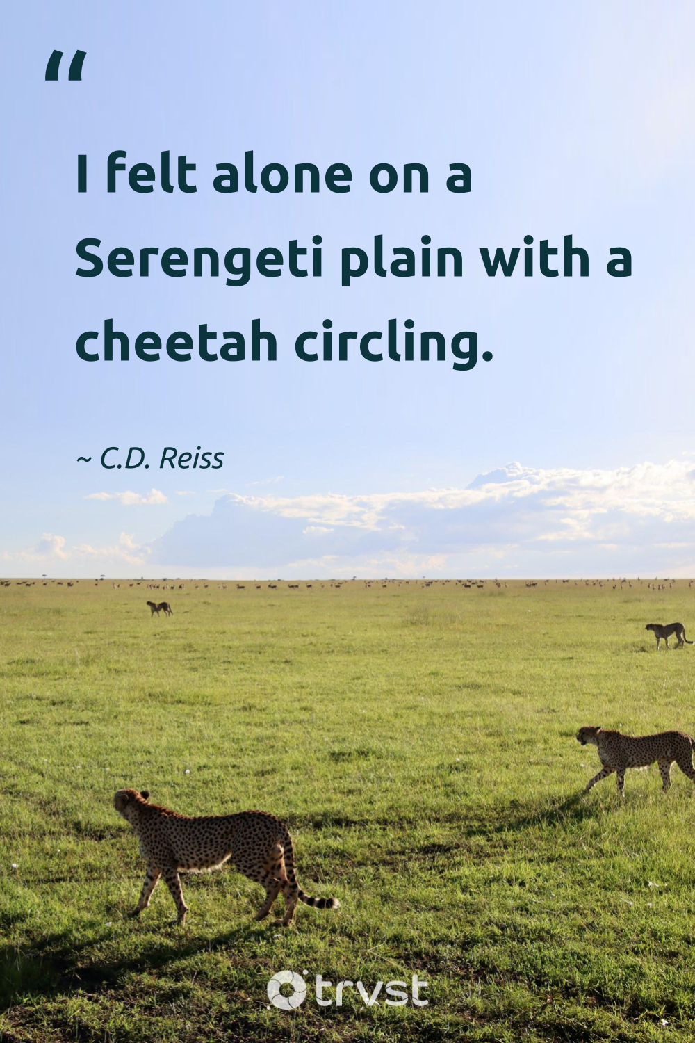 25 Cheetah Quotes to Inspire Agility and Adaptability