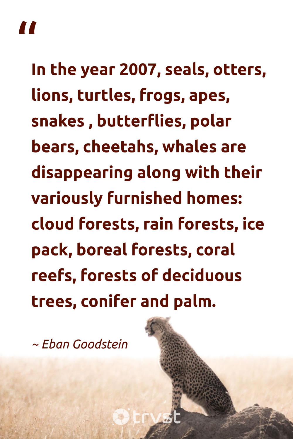 25 Cheetah Quotes to Inspire Agility and Adaptability