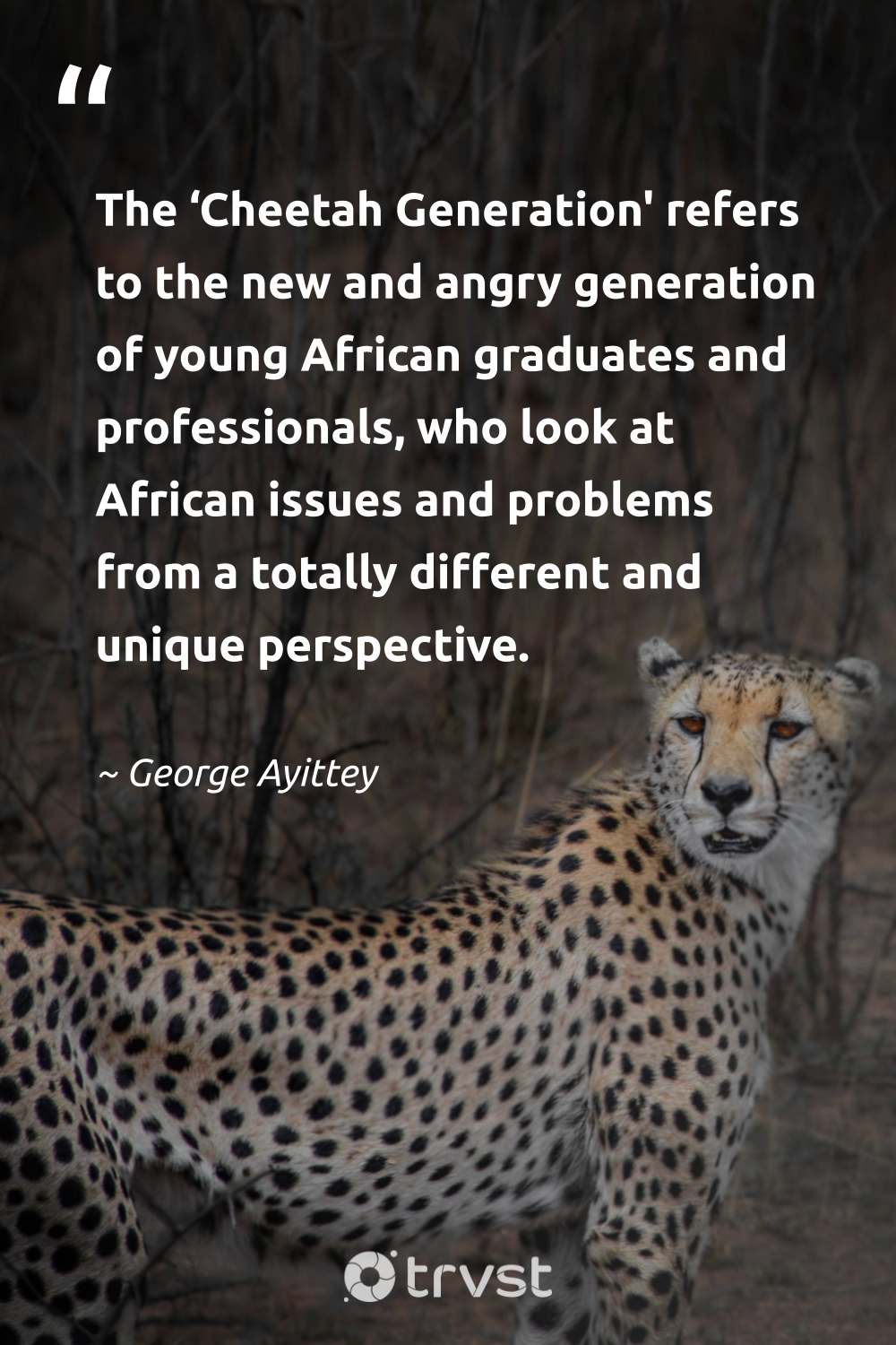 25 Cheetah Quotes to Inspire Agility and Adaptability
