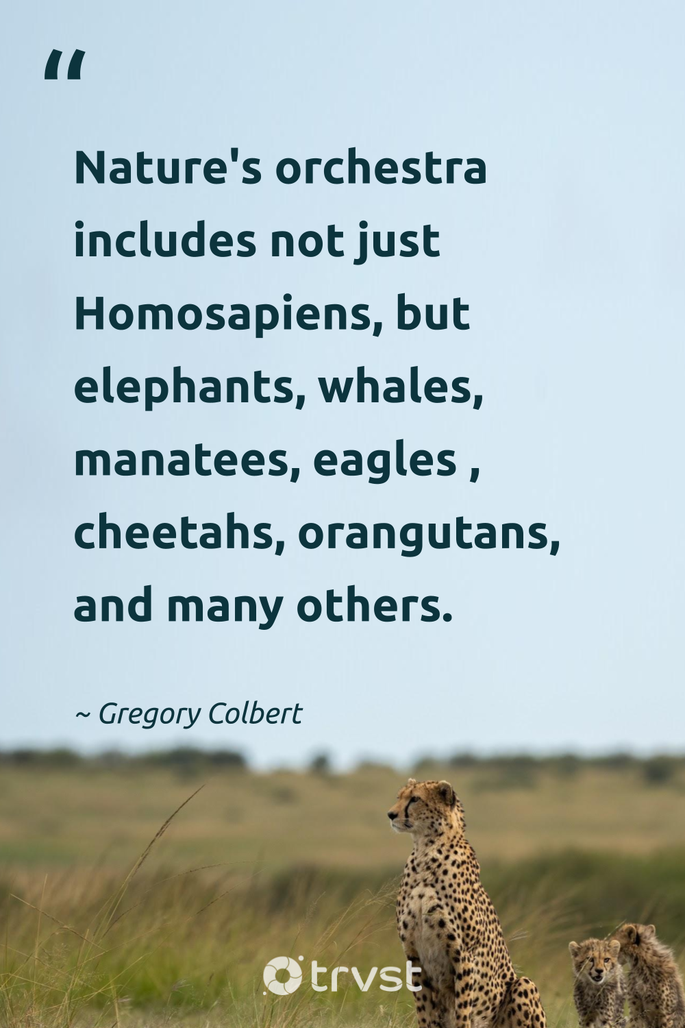 25 Cheetah Quotes to Inspire Agility and Adaptability