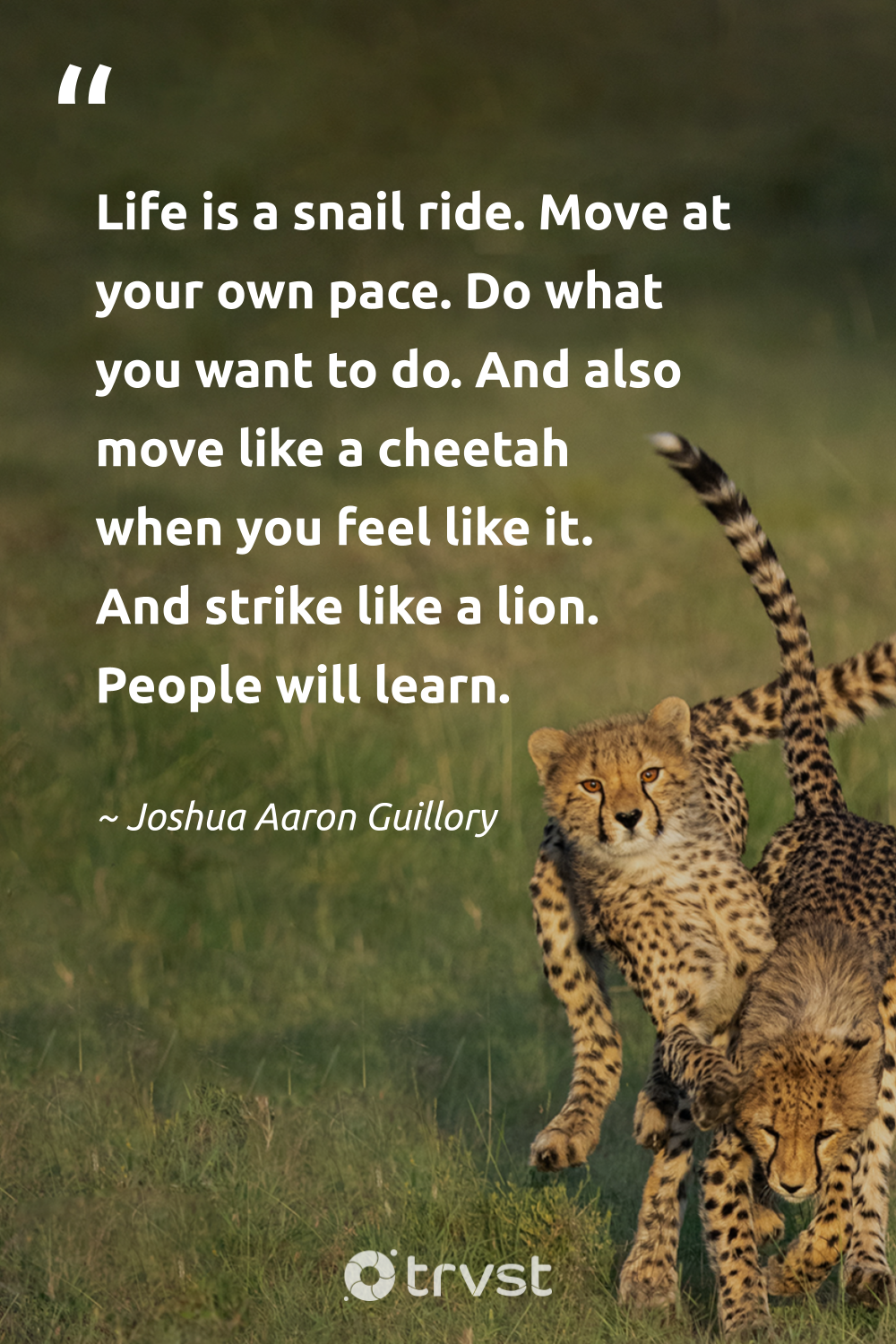 25 Cheetah Quotes to Inspire Agility and Adaptability