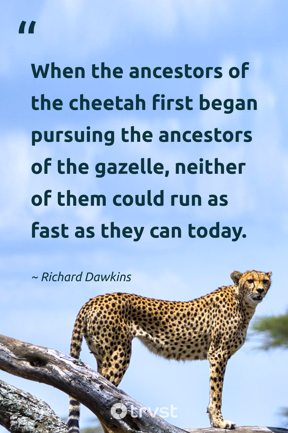 25 Cheetah Quotes to Inspire Agility and Adaptability