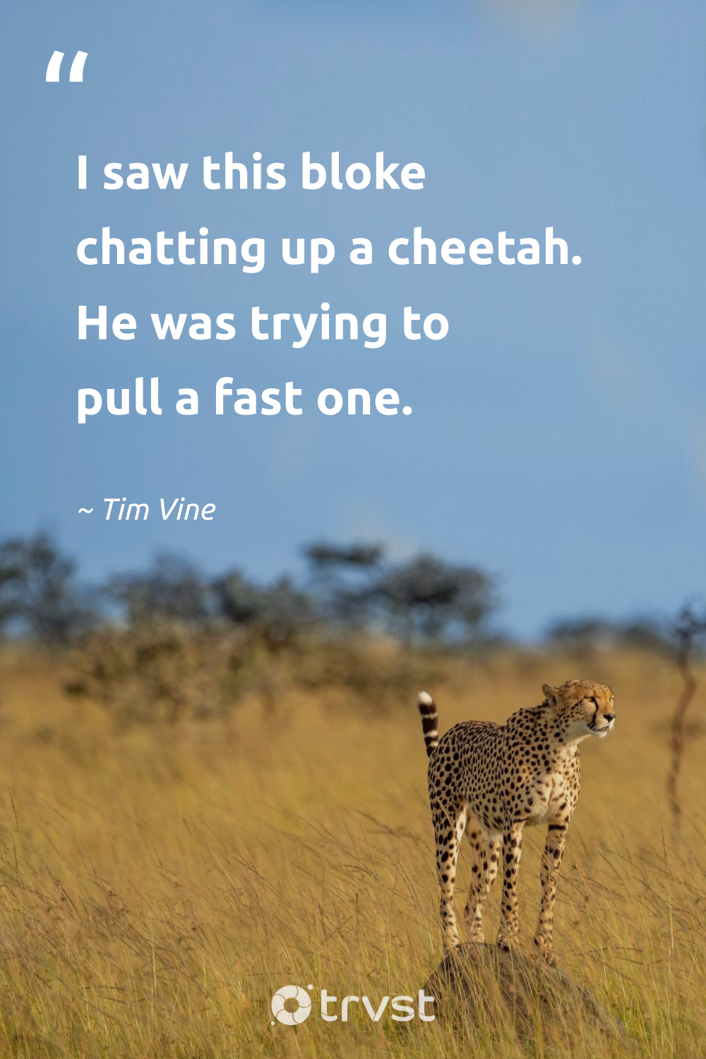 25 Cheetah Quotes to Inspire Agility and Adaptability