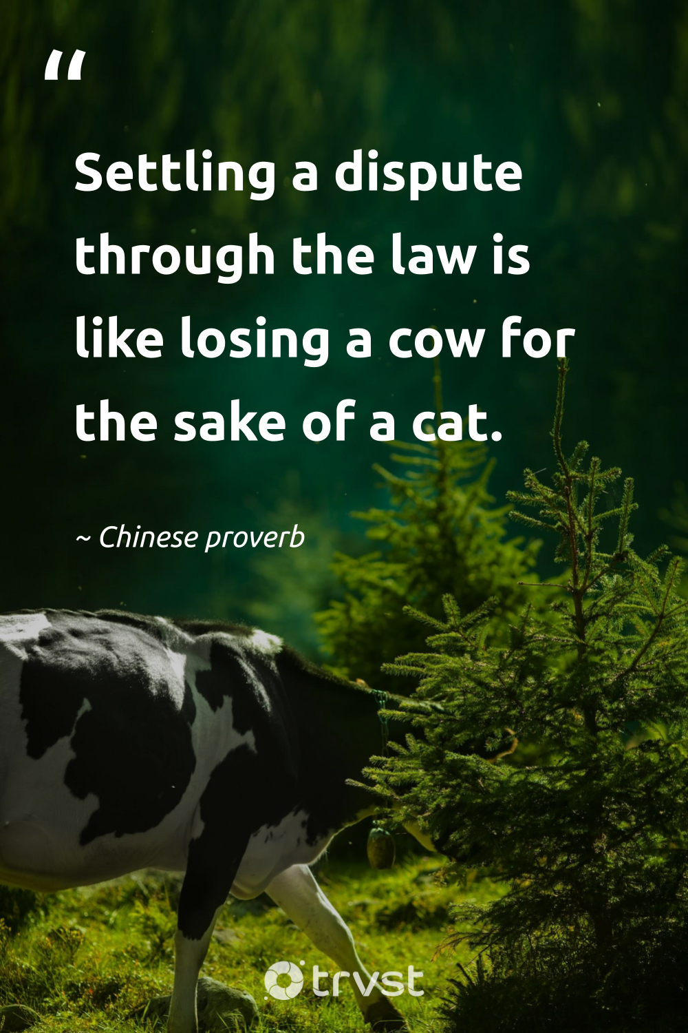 40 Cow Quotes about the Gentle Bovines (2025)
