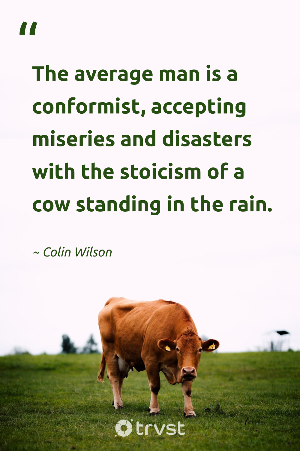 40 Cow Quotes about the Gentle Bovines (2025)