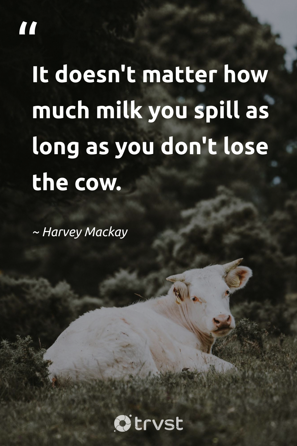 40 Cow Quotes about the Gentle Bovines (2025)